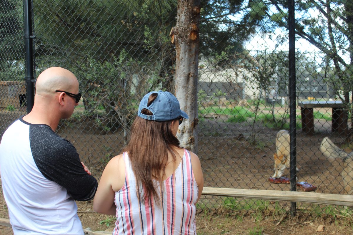 California Wolf Center in Julian - Sustainable Animal Encounter