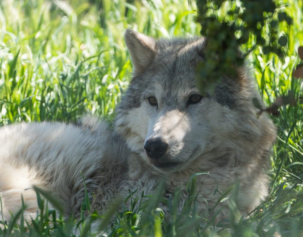 California Wolf Center in Julian - Sustainable Animal Encounter